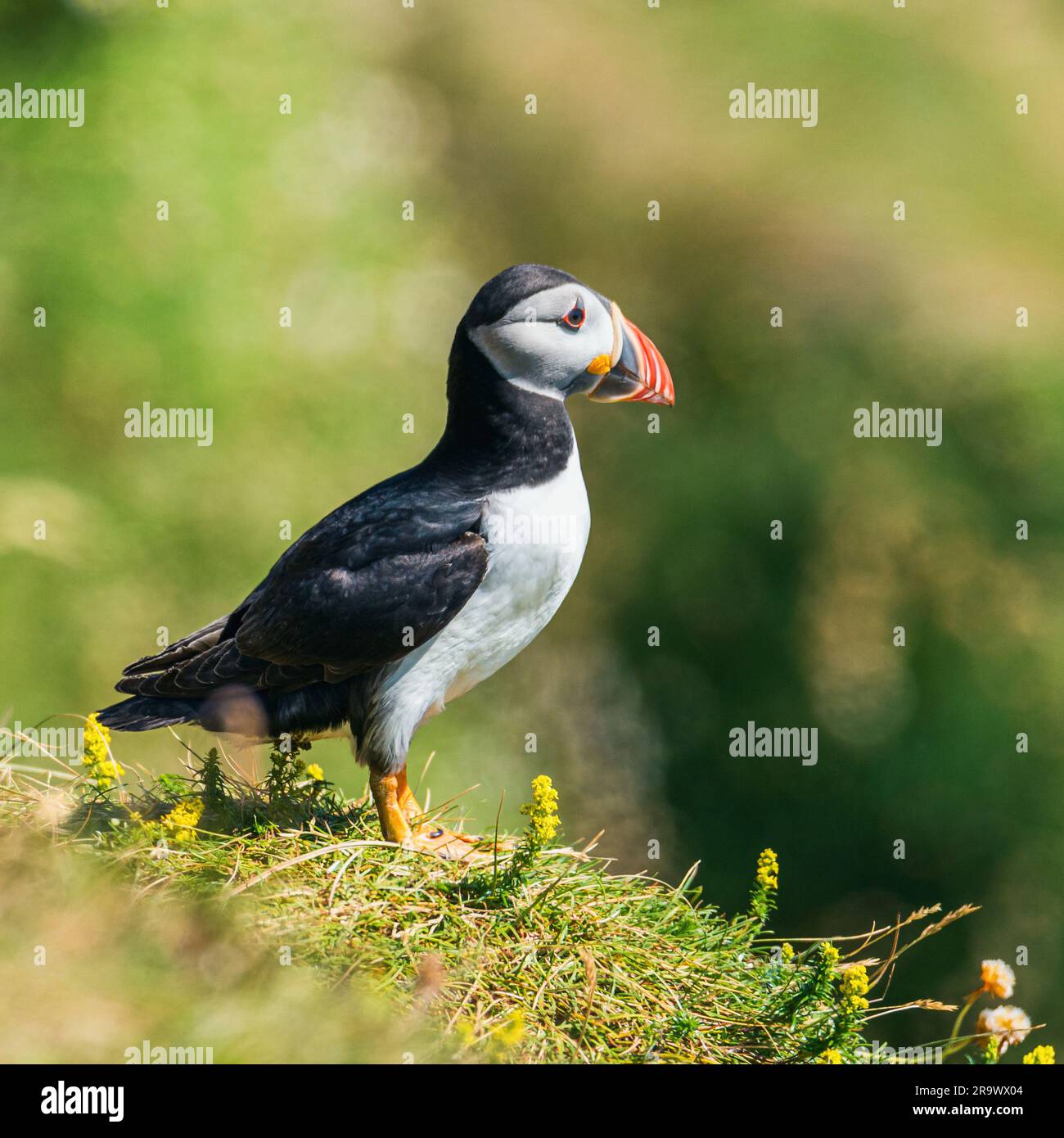 Atlantic Puffin, Fratercula arctica in habitat Stock Photo - Alamy
