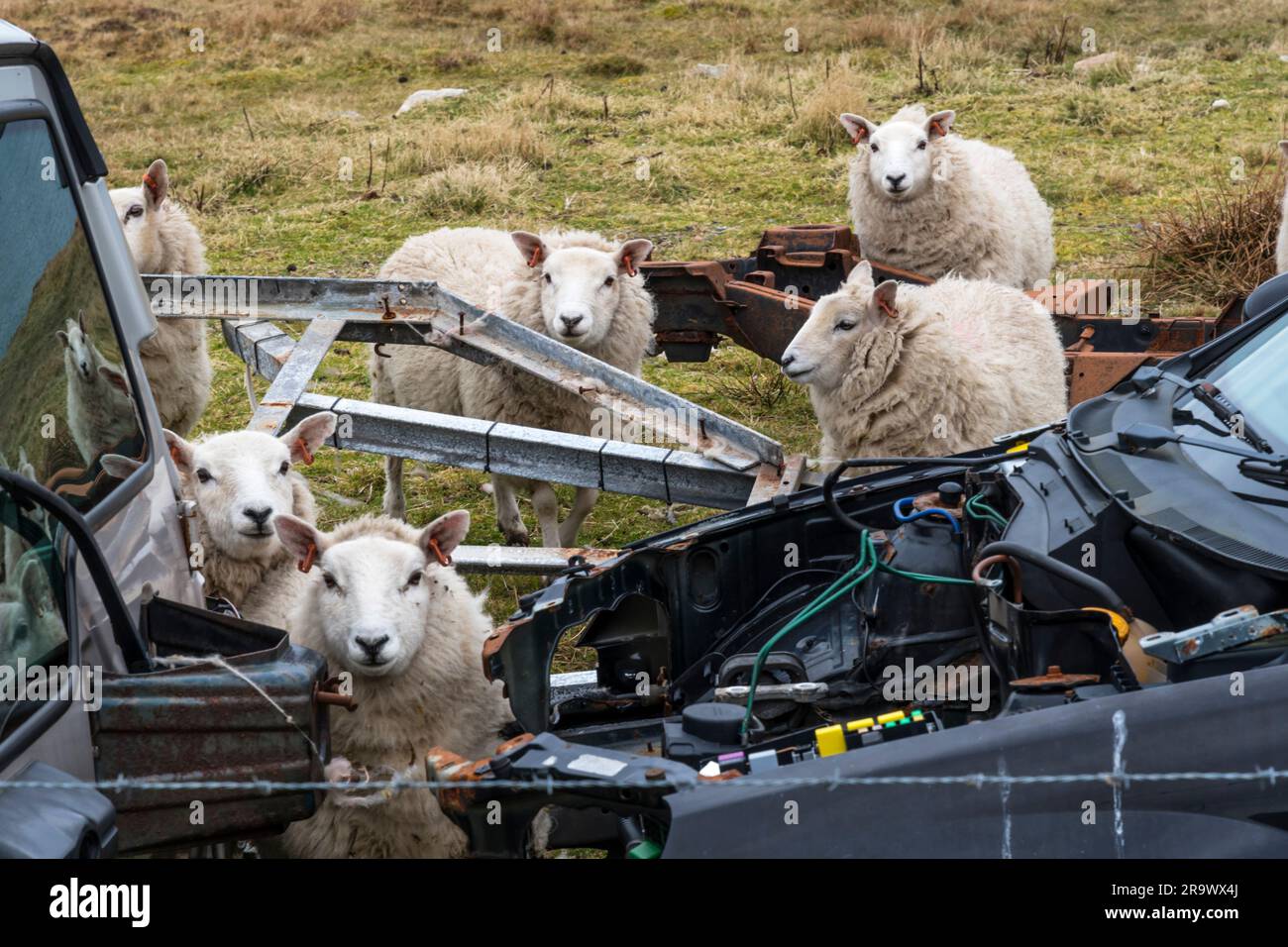 Inquisitive sheep gathered round old scrapped cars in Shetland Stock ...