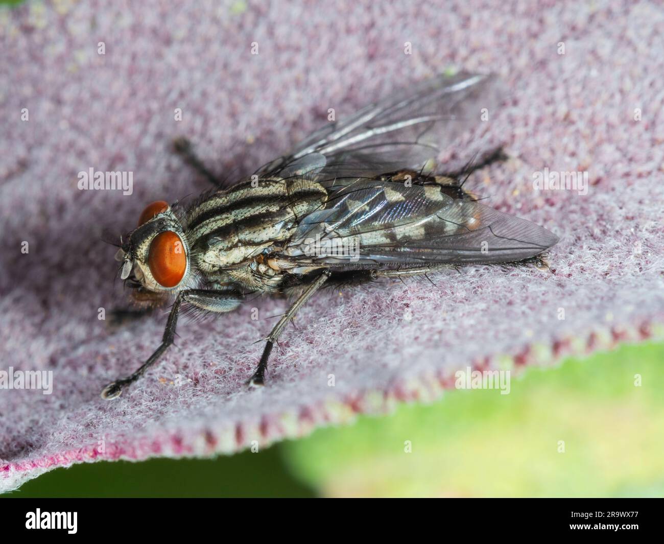 Black and white striped thorax of an adult female flesh fly, Sarcophaga ...