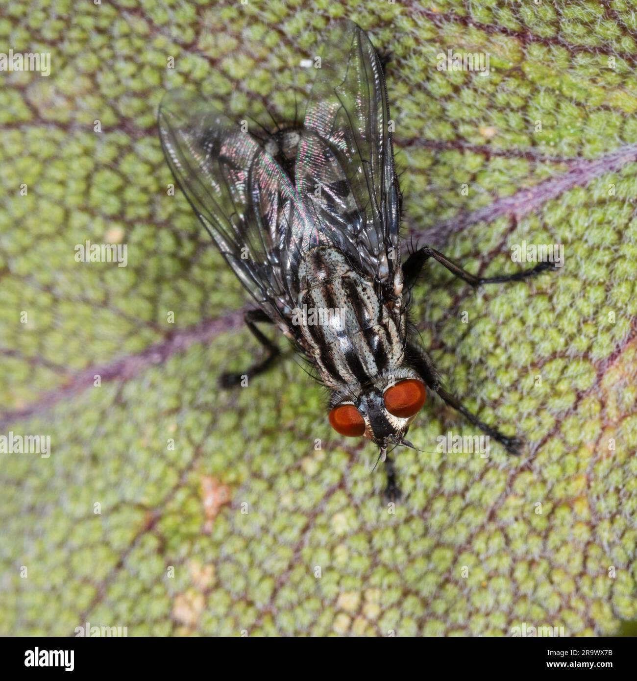 Black and white striped thorax of an adult female flesh fly, Sarcophaga ...