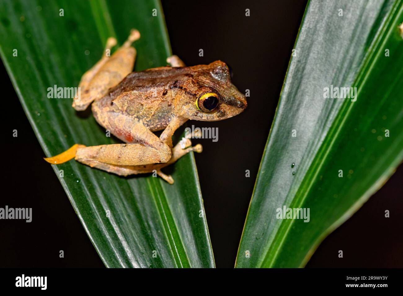 Clay-colored rain frog (Pristimantis cerasinus) from Las Arrieras ...