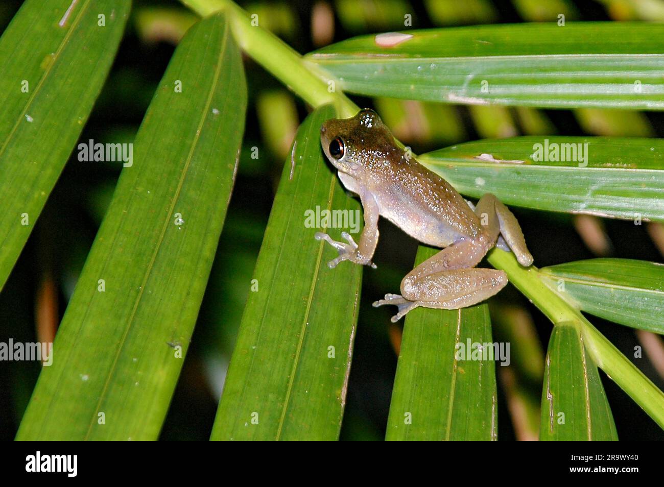 Common mist frog (Ranoidea rheocola) from Daintree, northern Queensland ...