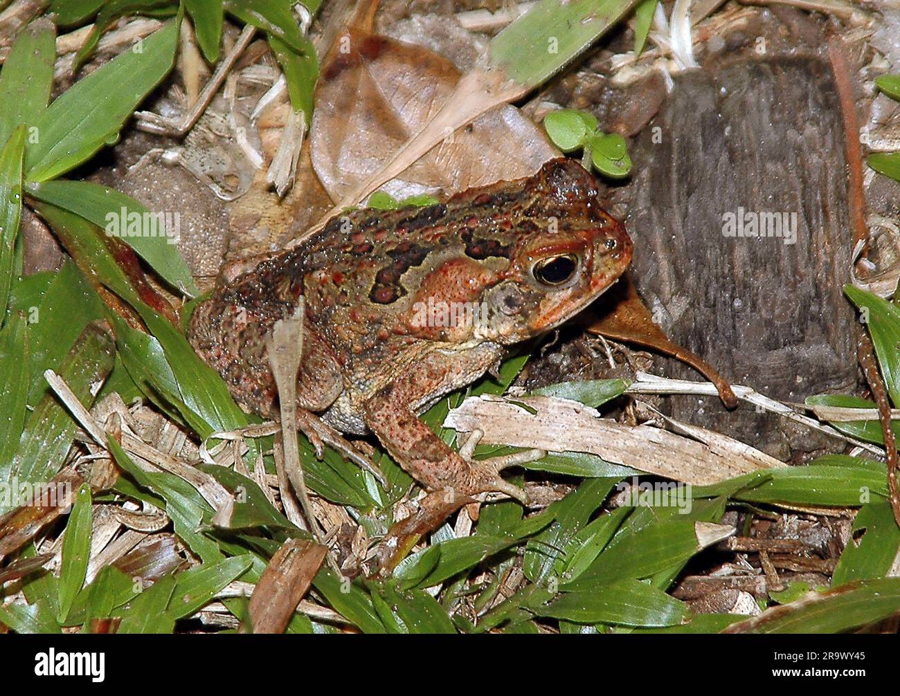 Juvenile cane toad (Rhinella marina) from Daintree, north Queensland ...