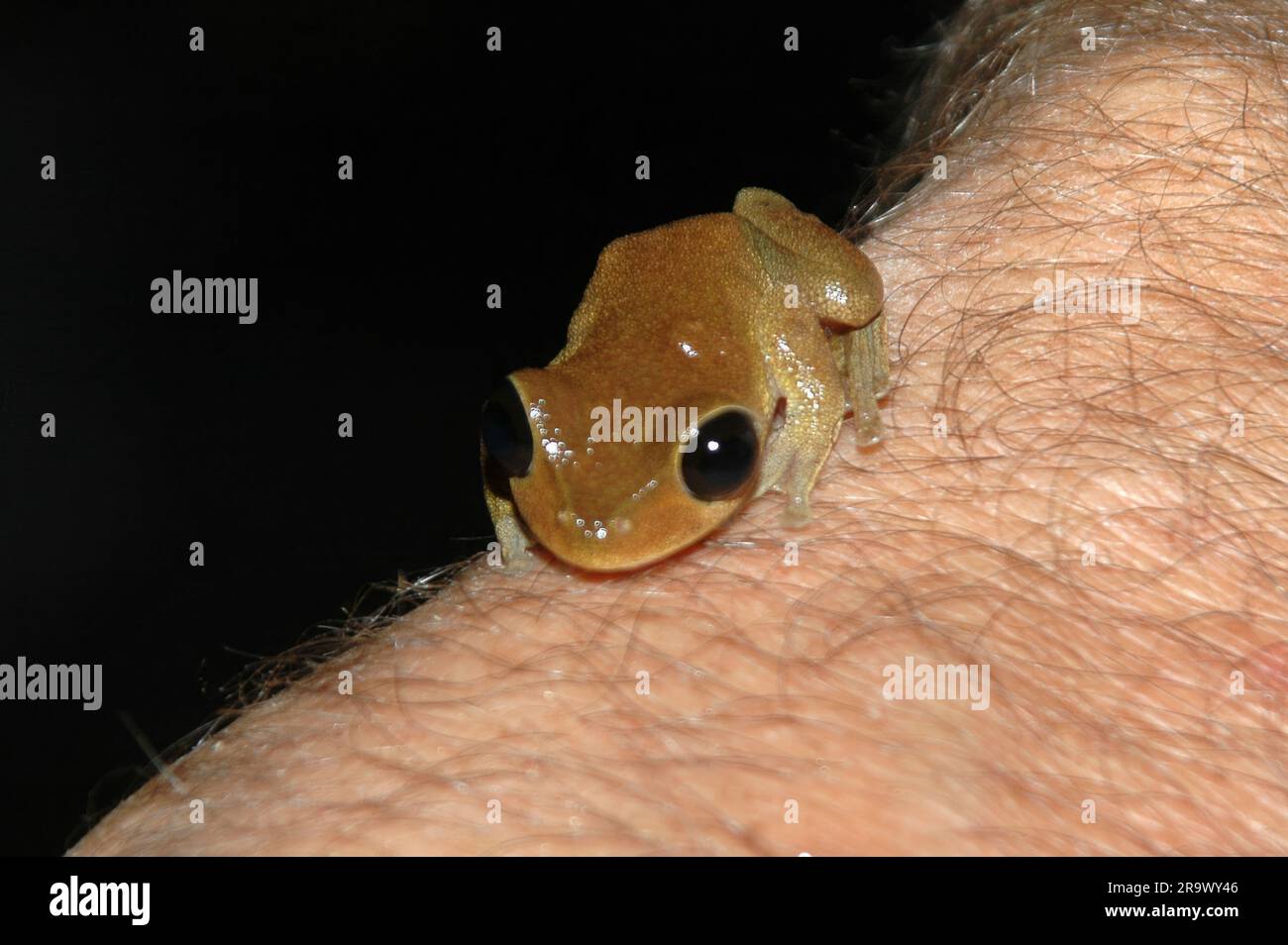 The endangered Australian lace-lid (Ranoidea dayi). Daintree, North ...