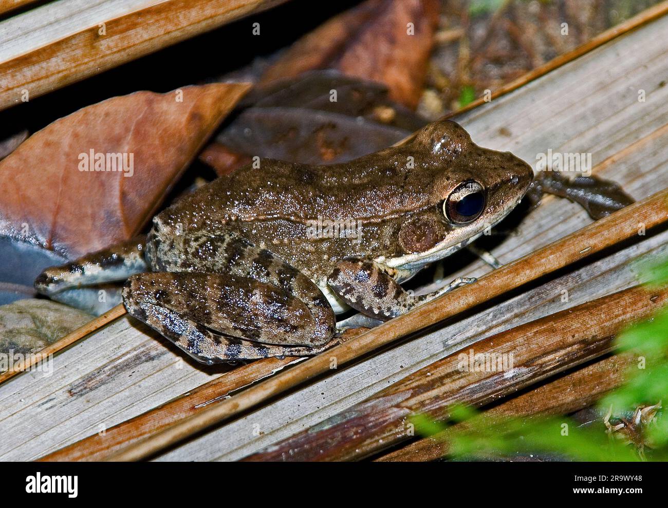 Australian woodfrog (Papurana daemeli). Daintree, North Queensland ...