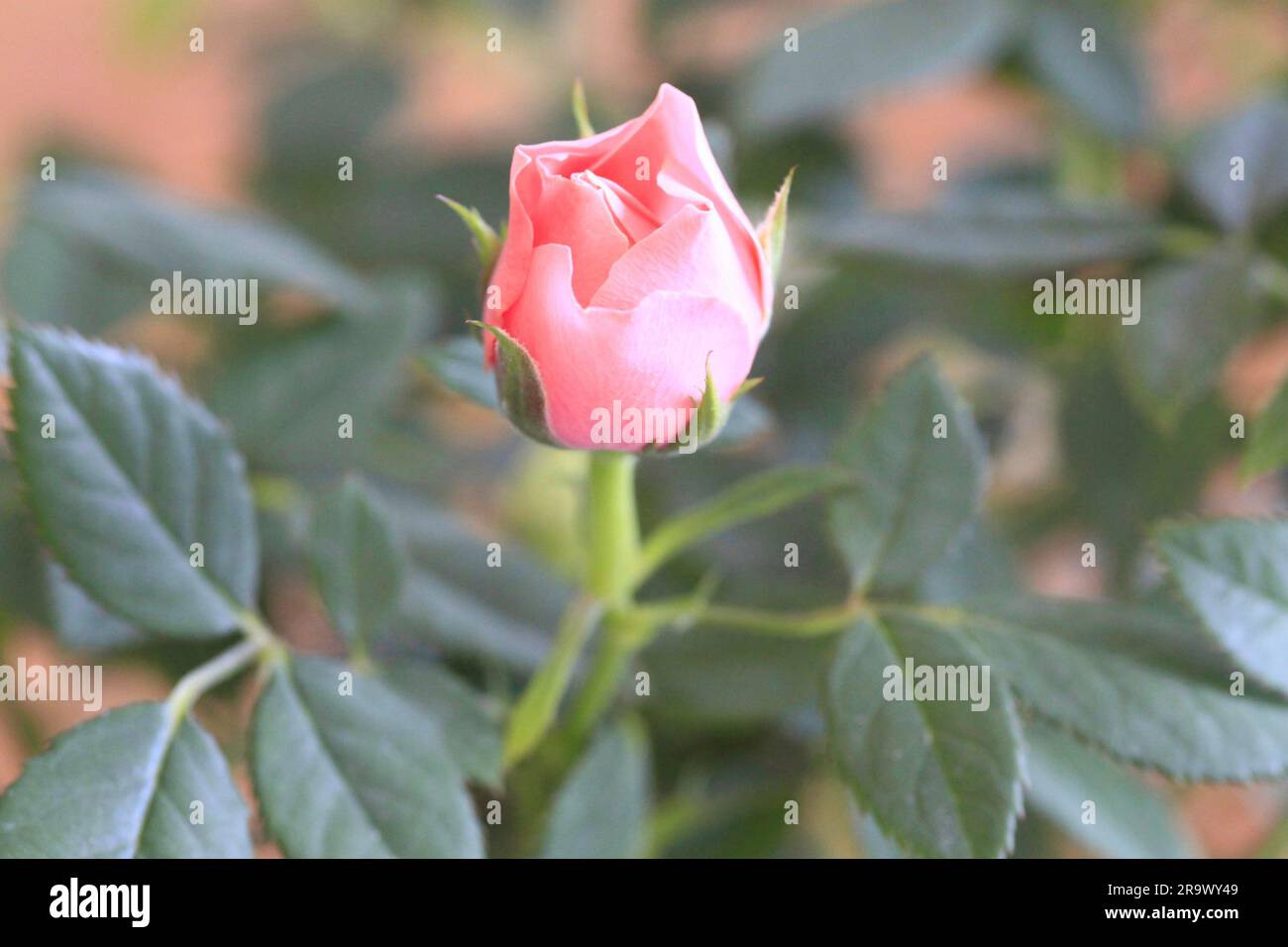 Single pale pink rosebud in August in UK Stock Photo - Alamy