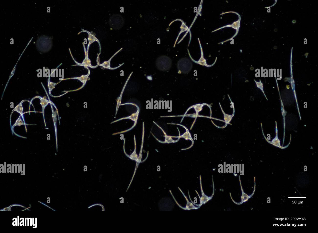 Marine dinoflagellates from genus Tripos (syn: Ceratium), probably T ...