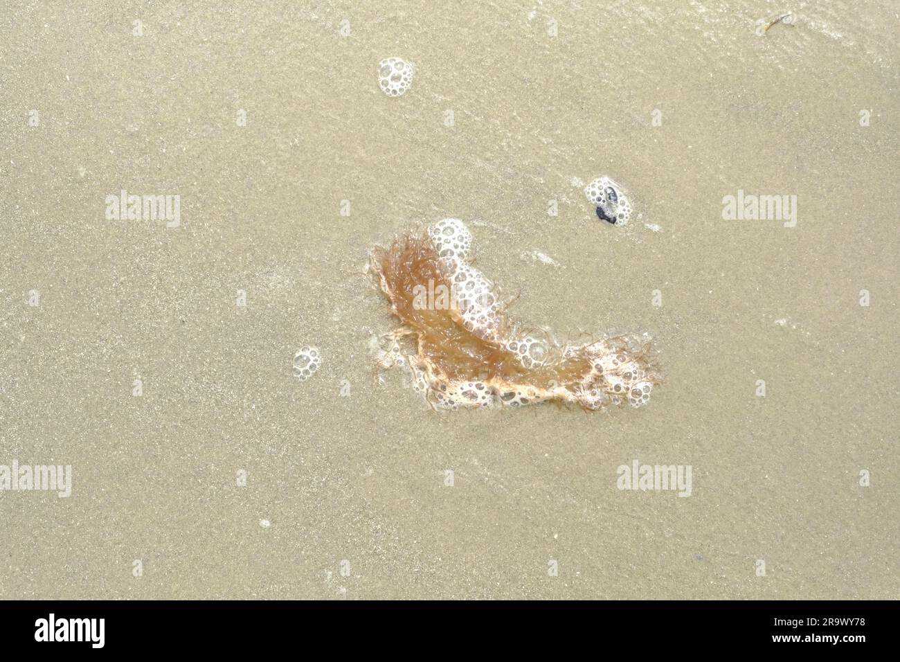 Small frond of seaweed in the sand at low tide in UK Stock Photo - Alamy