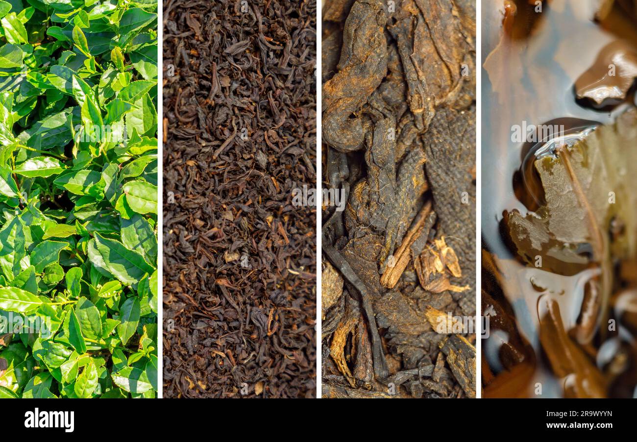 Assortment of dry tea collage. Tea composition with different kind of ...