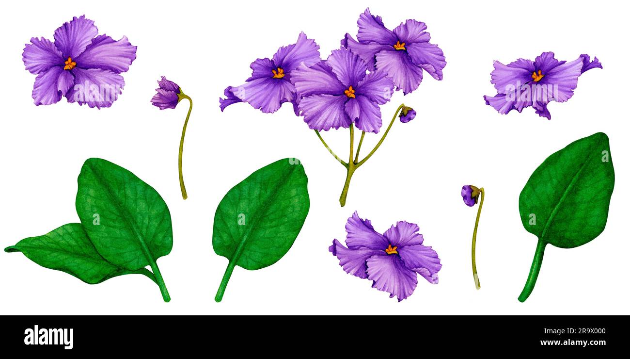 Set of African violets (saintpaulia). Hand watercolor. Collection of ...