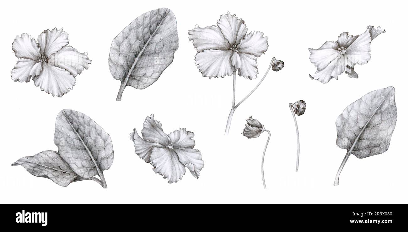 Set of African violets (saintpaulia). Hand-drawn graphics. Collection ...