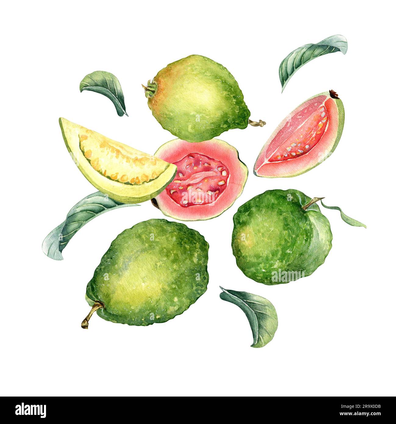 Whole guava and slices, leaves levitation watercolor illustration ...