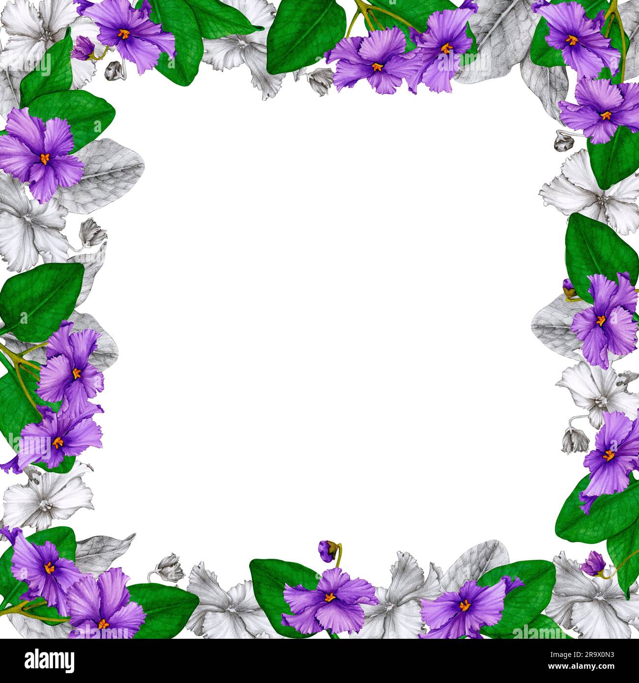 Square floral frame of African violets (Saintpaulia). Hand-drawn ...