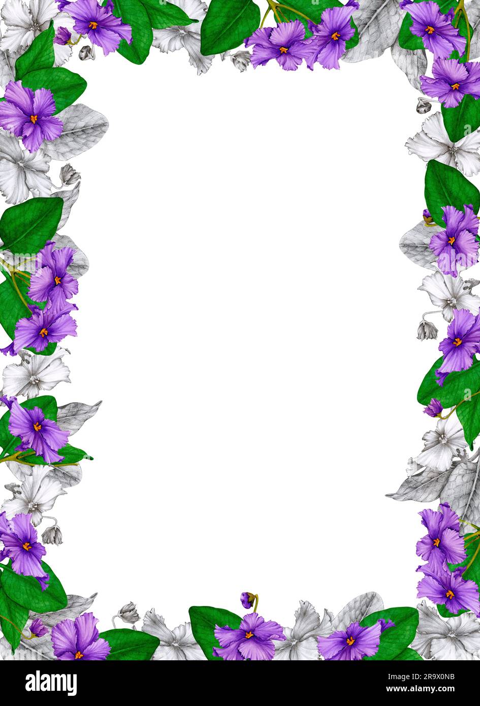 Rectangular floral frame of African violets (Saintpaulia). Hand-drawn ...