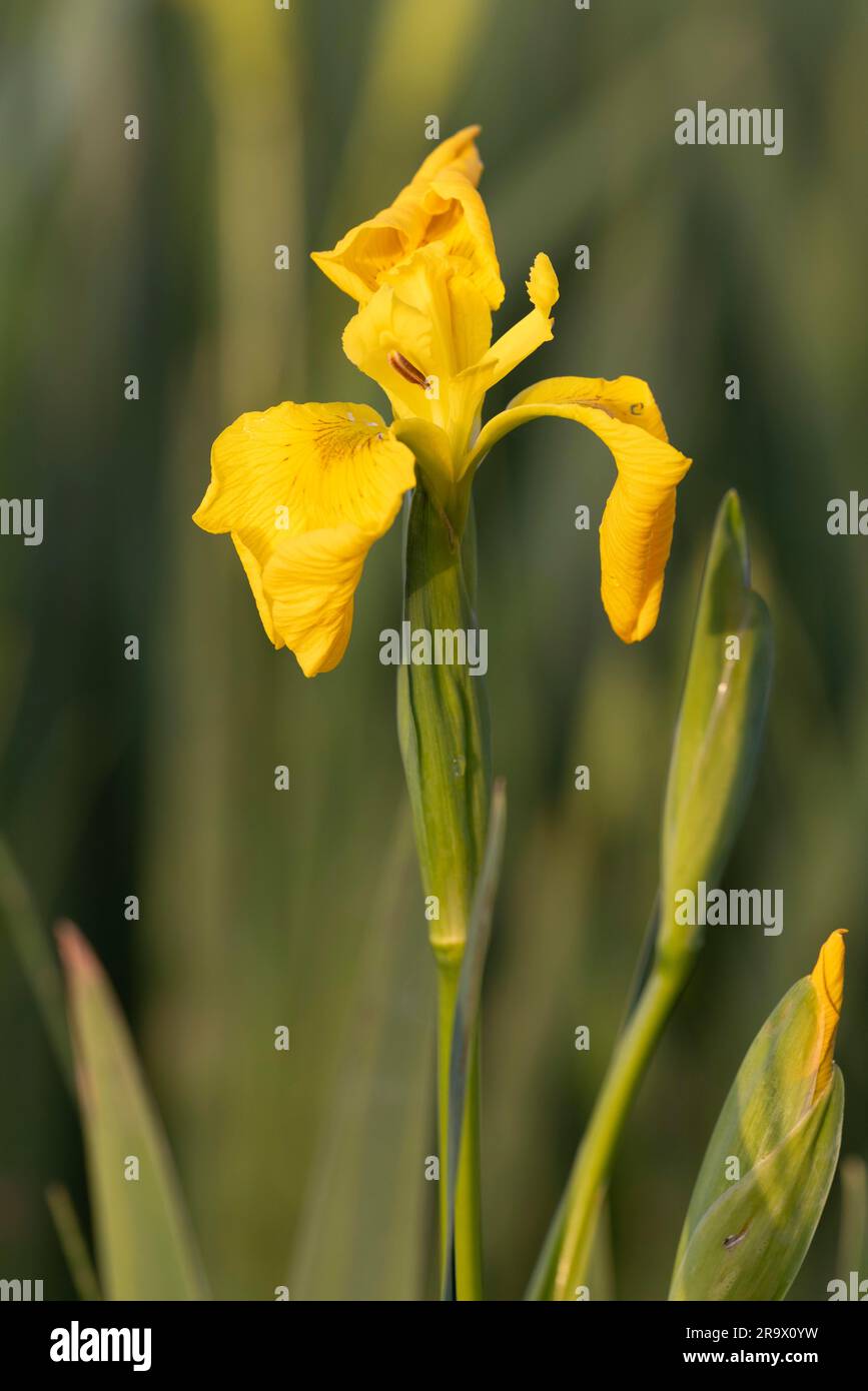 Yellow flag (Iris pseudacorus), Lake Lough Rea, Loughrea, Galway, Ireland Stock Photo - Alamy