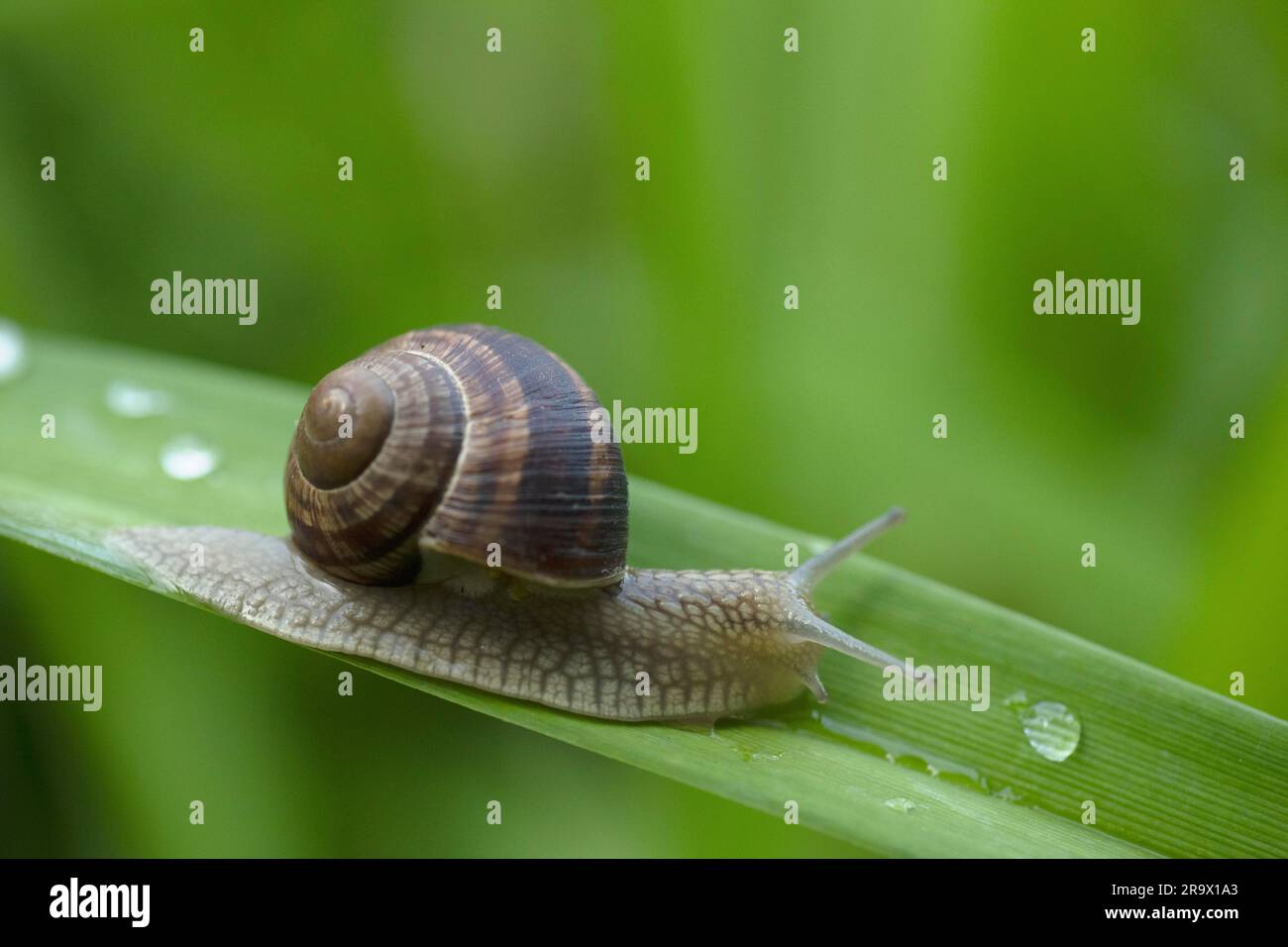 Pulmonates hi-res stock photography and images - Alamy