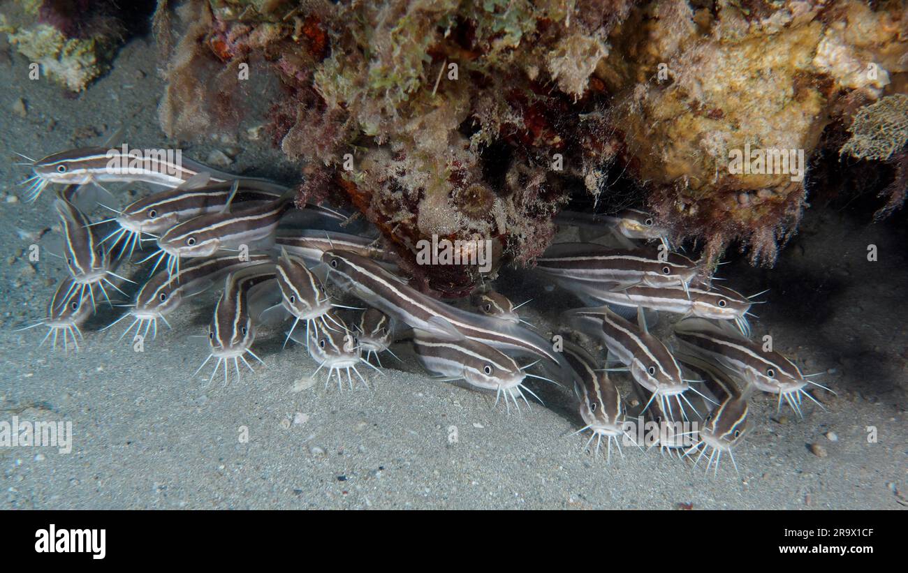 School, Group of striped eel catfish (Plotosus lineatus), juvenile ...