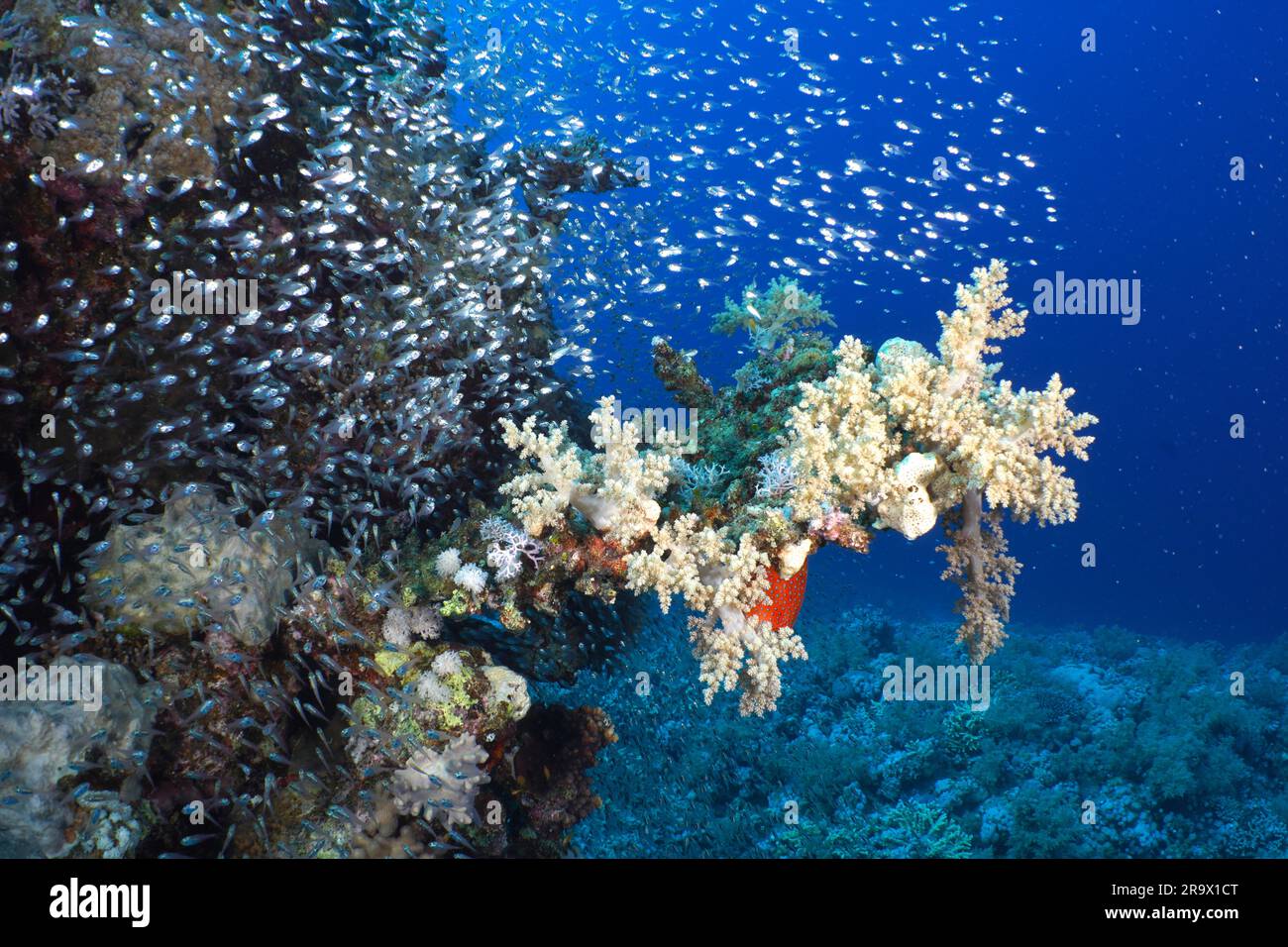Broccoli tree (Litophyton arboreum) and shoal, group of Red Sea ...