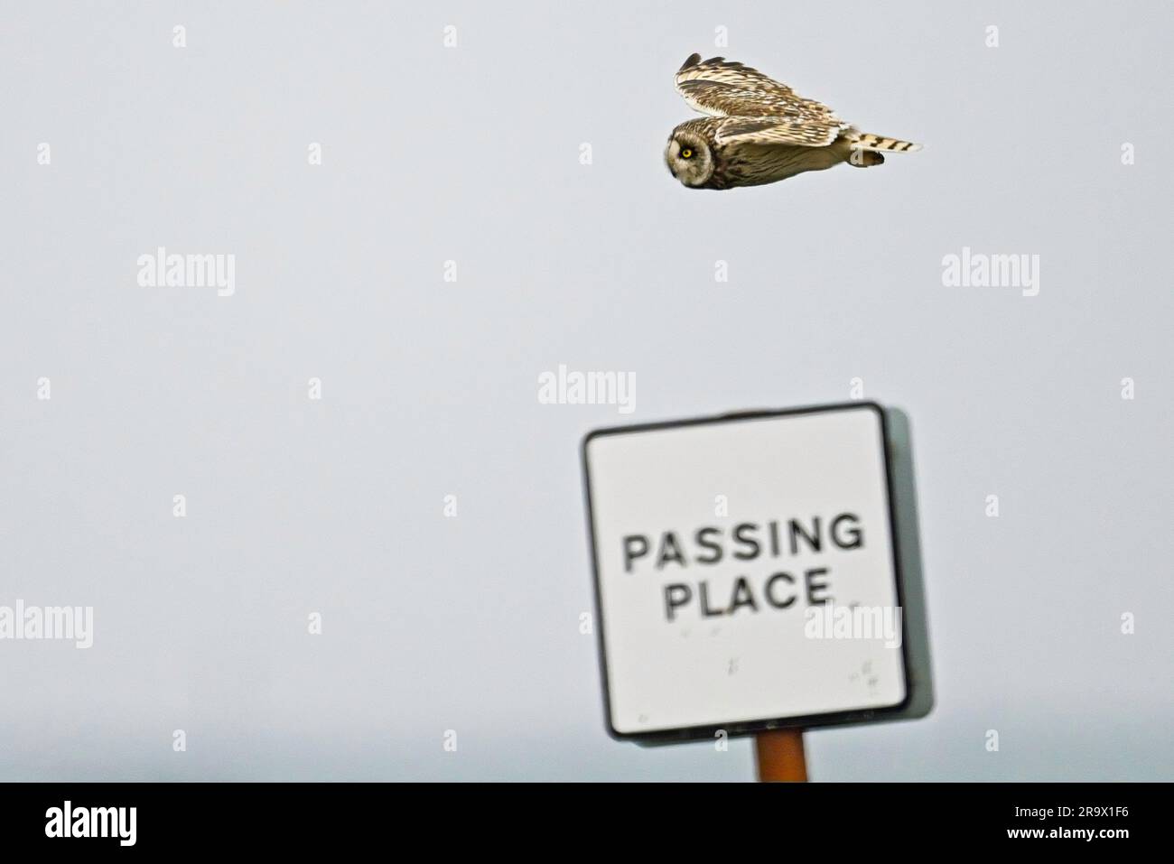 Outer Hebrides perfect for Owl spotting Stock Photo - Alamy