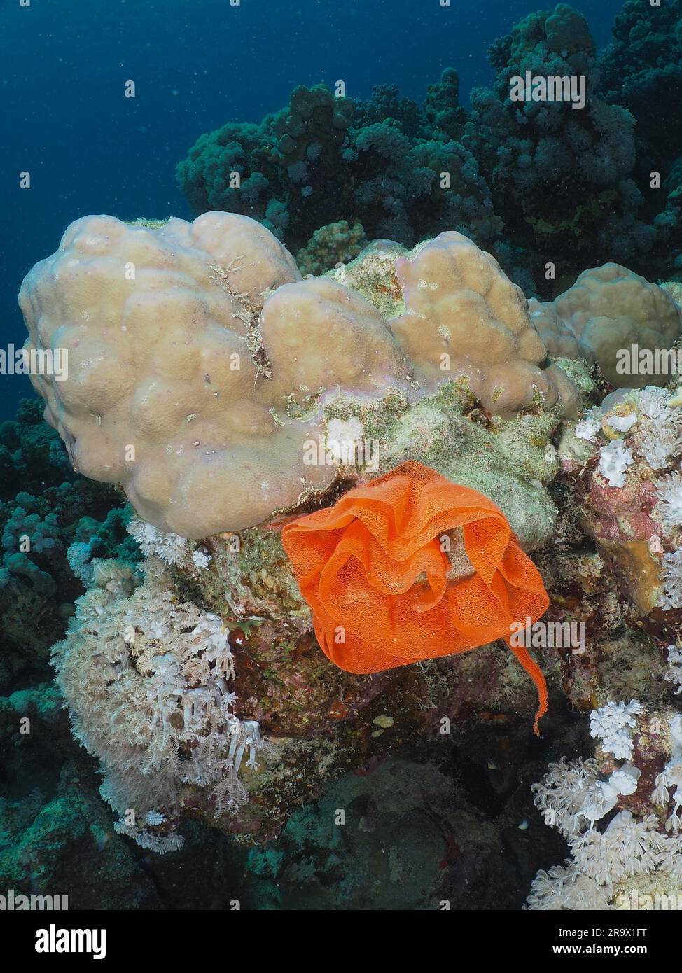 Spawn of Spanish Dancer (Hexabranchus sanguineus), Dive Site House Reef ...