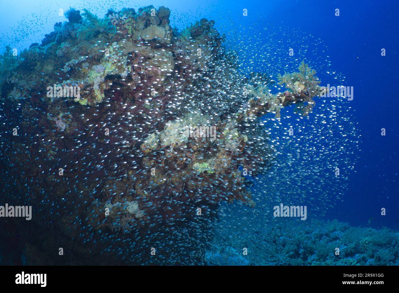 Shoal, group of red sea dwarf sweeper (Parapriacanthus guentheri), Dive ...