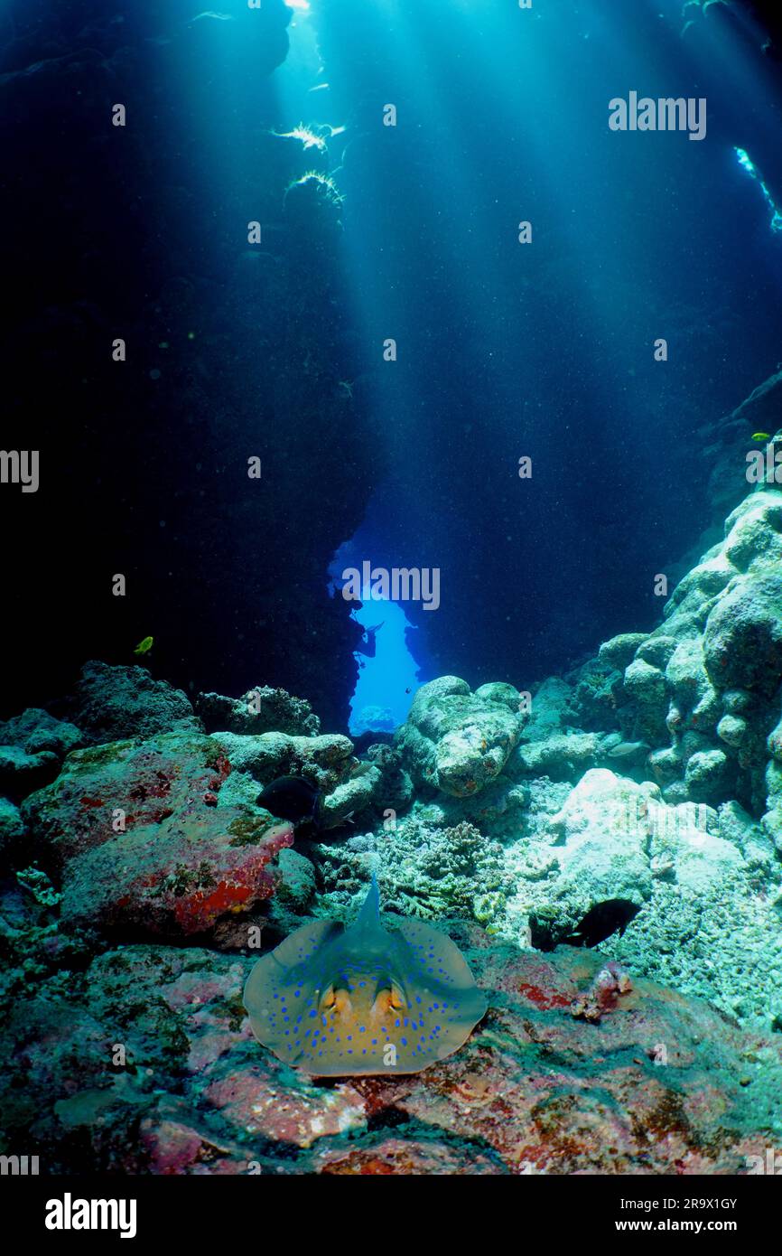 Light rays, sun rays in cave, underwater, bluespotted ribbontail ray ...