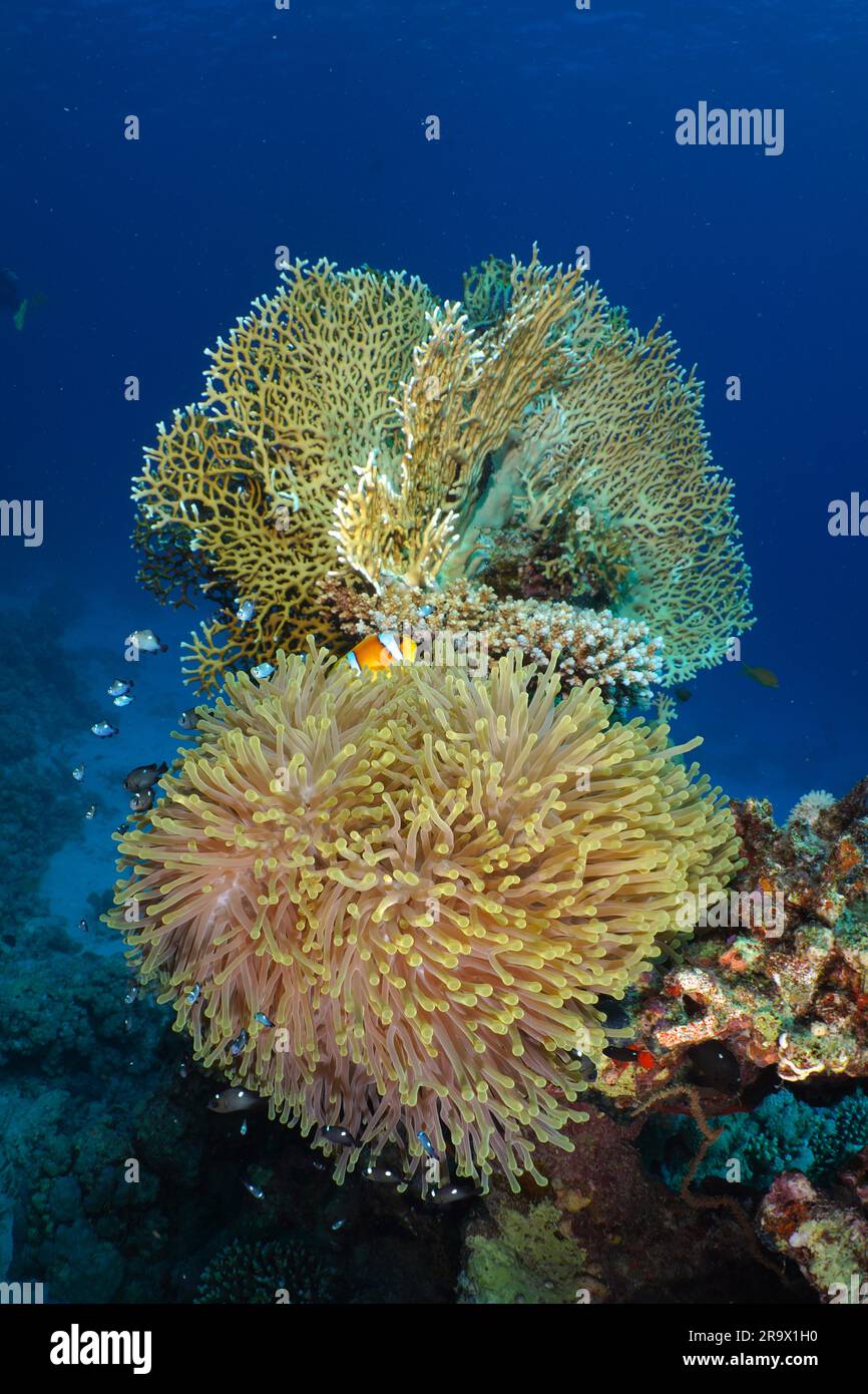 Magnificent sea anemone (Heteractis magnifica), red sea clownfish ...