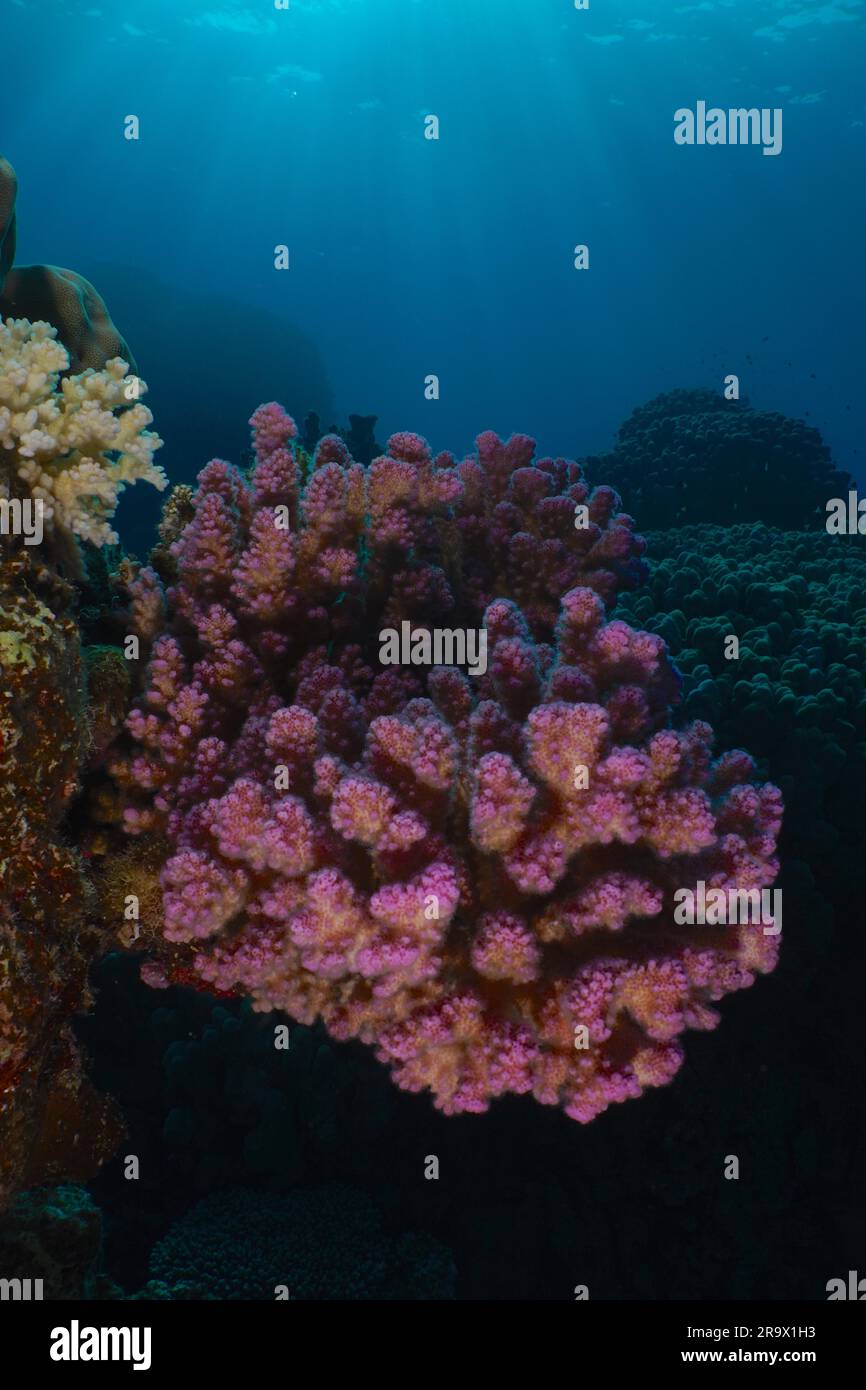 Pawpaw coral (Pocillopora verrucosa) backlit, Abu Dabab reef dive site ...