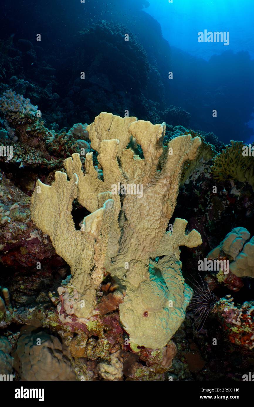 Blade firel coral (Millepora platyphylla), Fury Shoals reef dive site ...