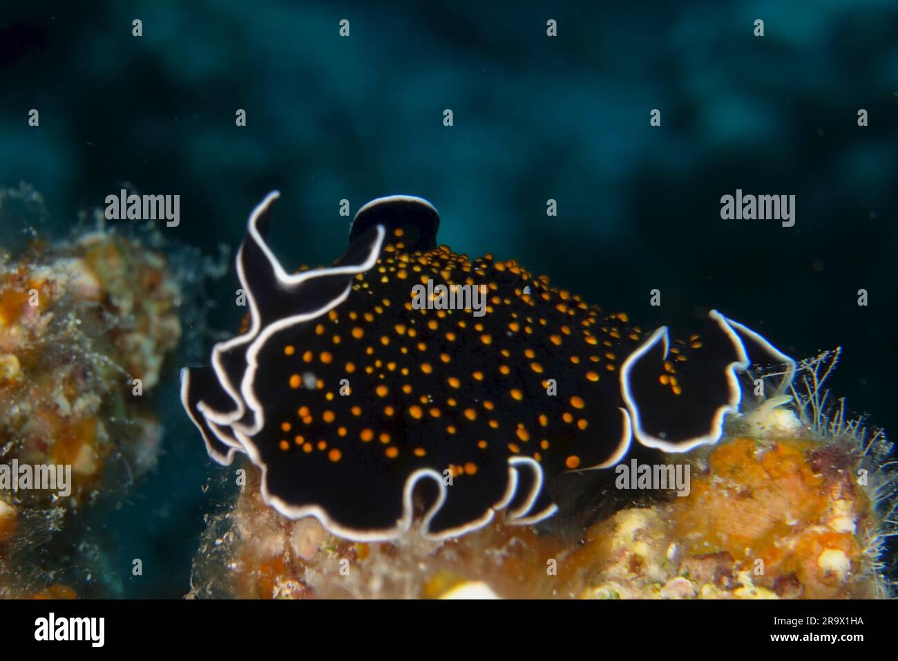 Starry sky swirl worm (Thysanozoon flavotuberculatum), swirl worm ...