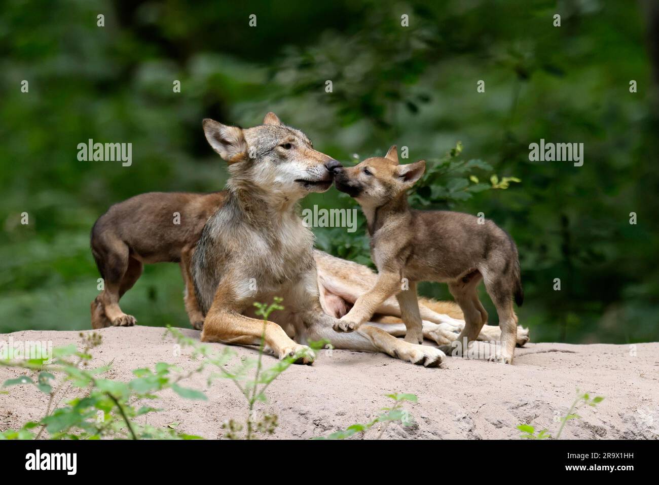European gray wolf (Canis lupus) alpha wolf with pups, Germany Stock ...