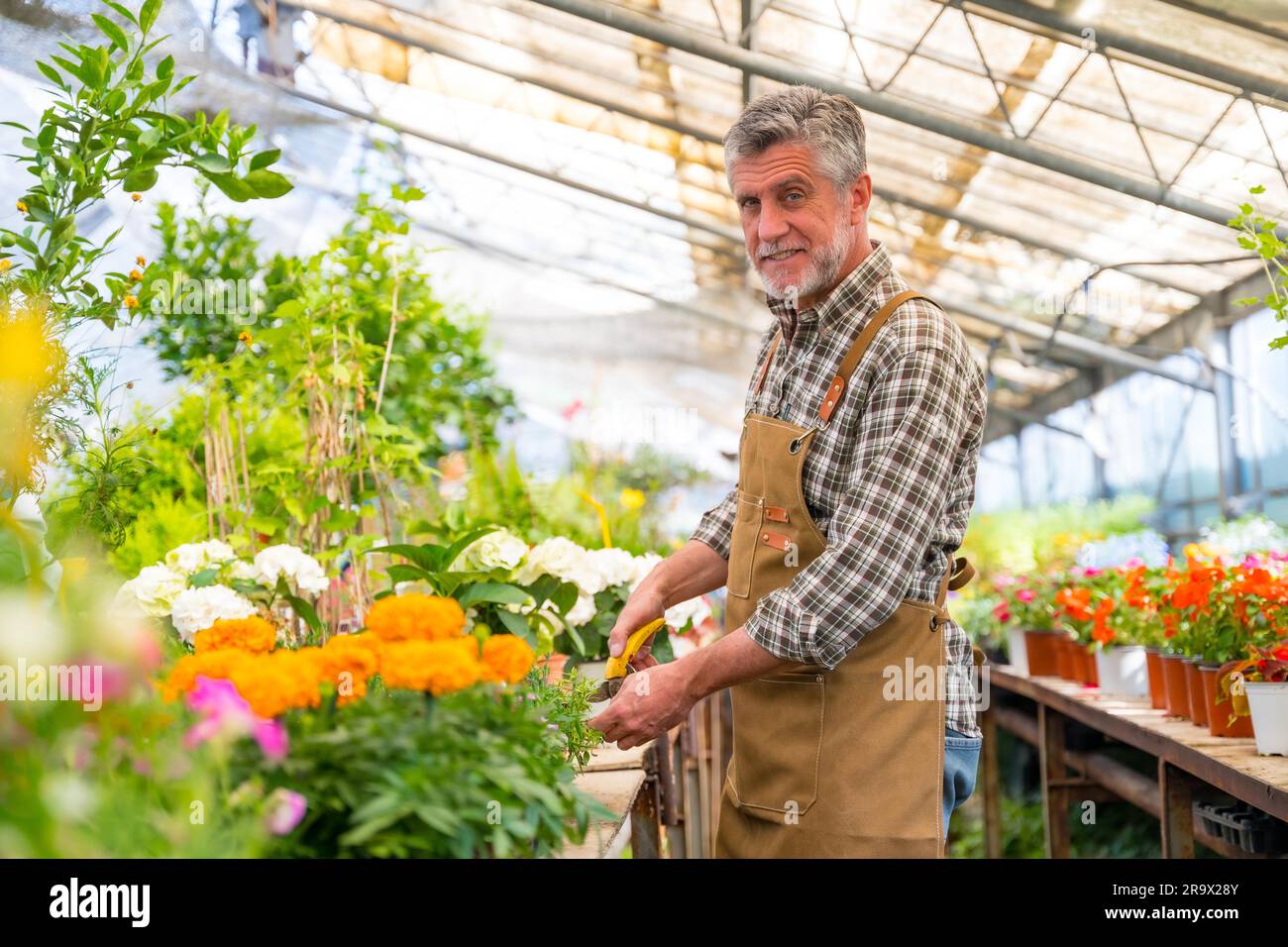 Gardener working in a nursery inside the flower greenhouse as caring ...