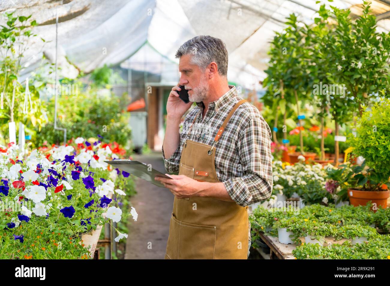 Elderly gardener working in a nursery inside the flower greenhouse ...