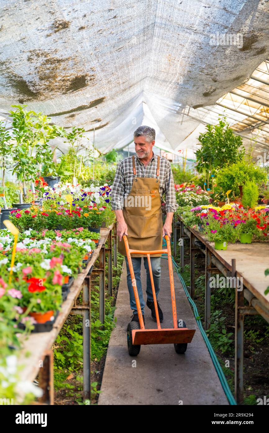 Elderly gardener working in a nursery inside the flower greenhouse with ...