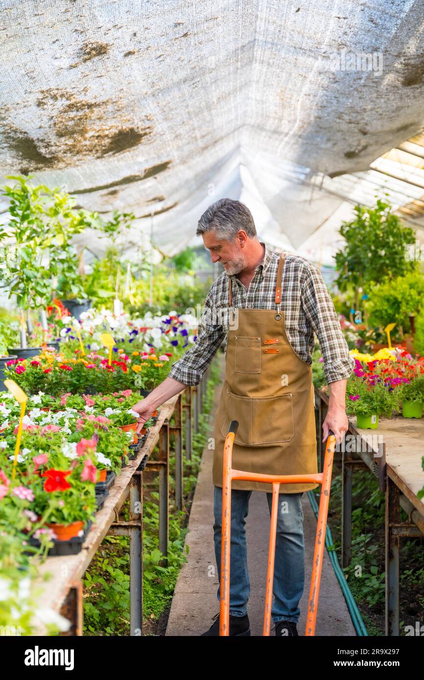 Elderly gardener working in a nursery inside the flower greenhouse ...