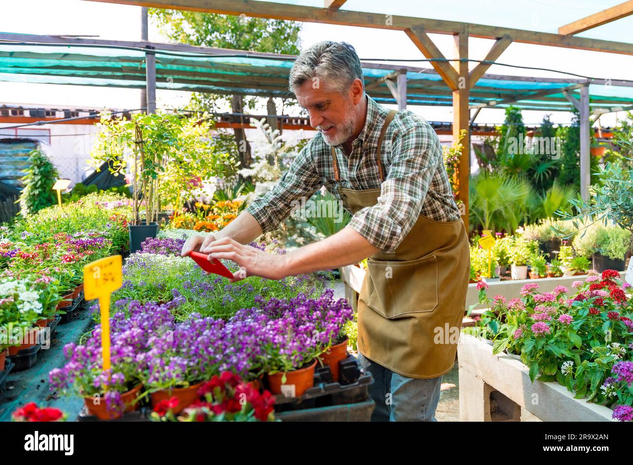 Gardener taking a photo to the pretty colorful flowers inside the nursery in the greenhouse ...