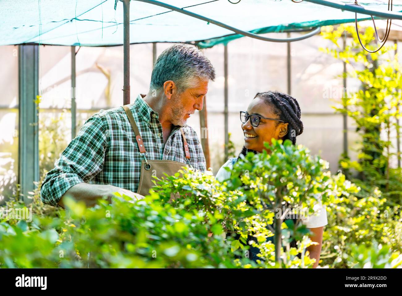 Master gardener teaching flower nursery student girl checking plants in greenhouse Stock Photo ...