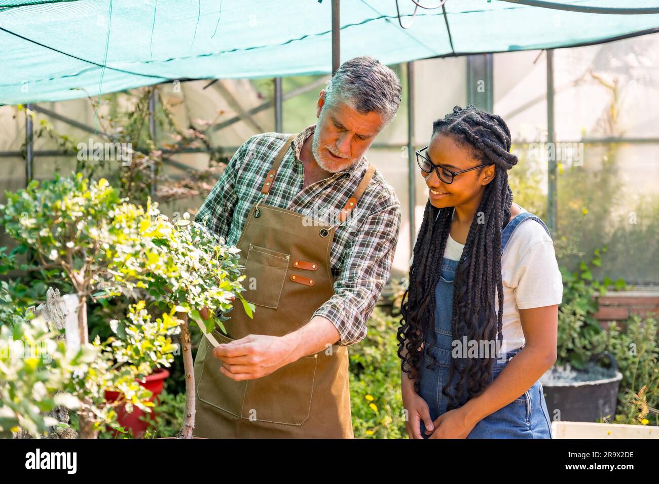 Flower nursery workers checking plants in the greenhouse Stock Photo - Alamy