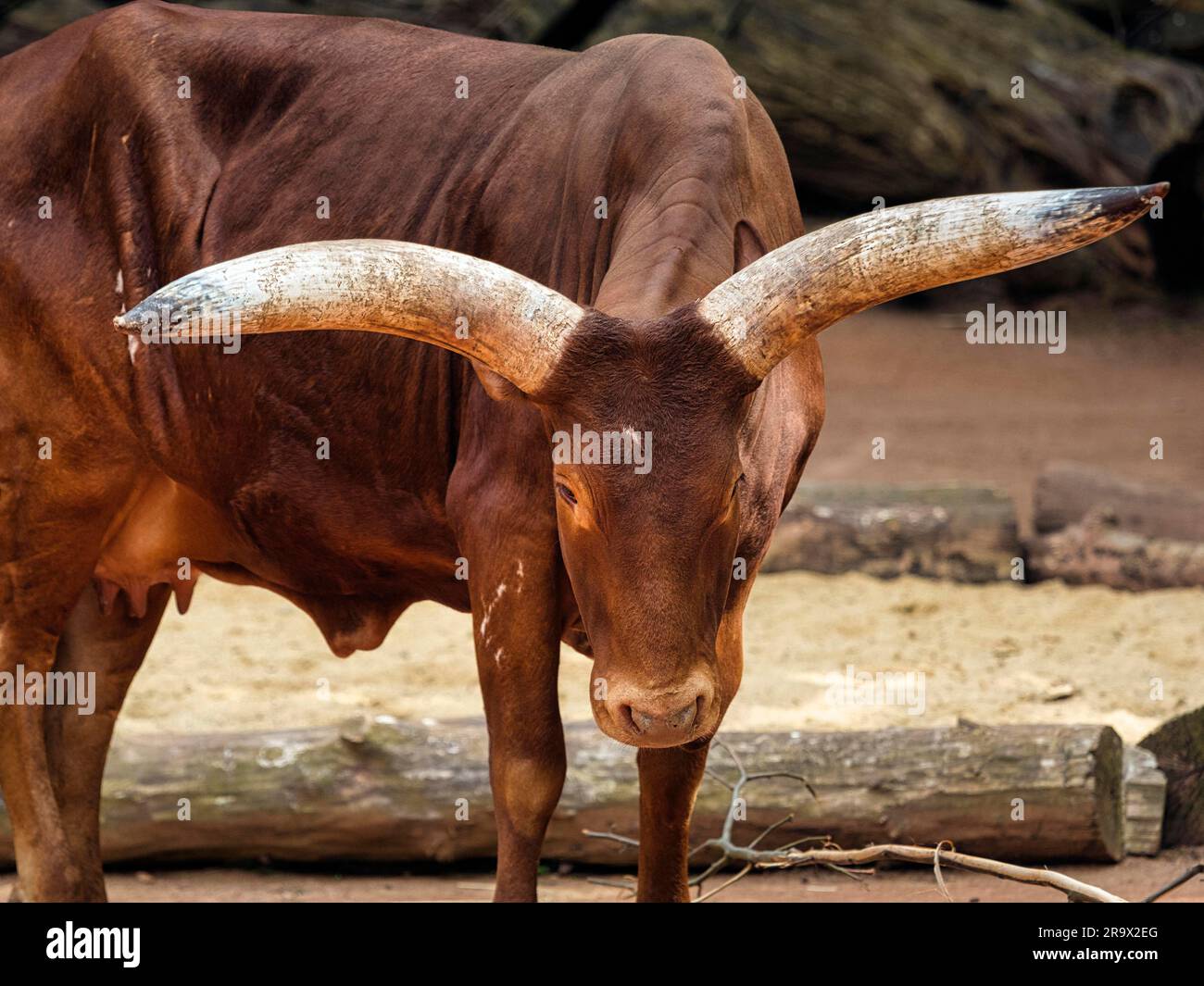 Watussi, Watussi cattle, Ankol cattle, East African domestic cattle ...
