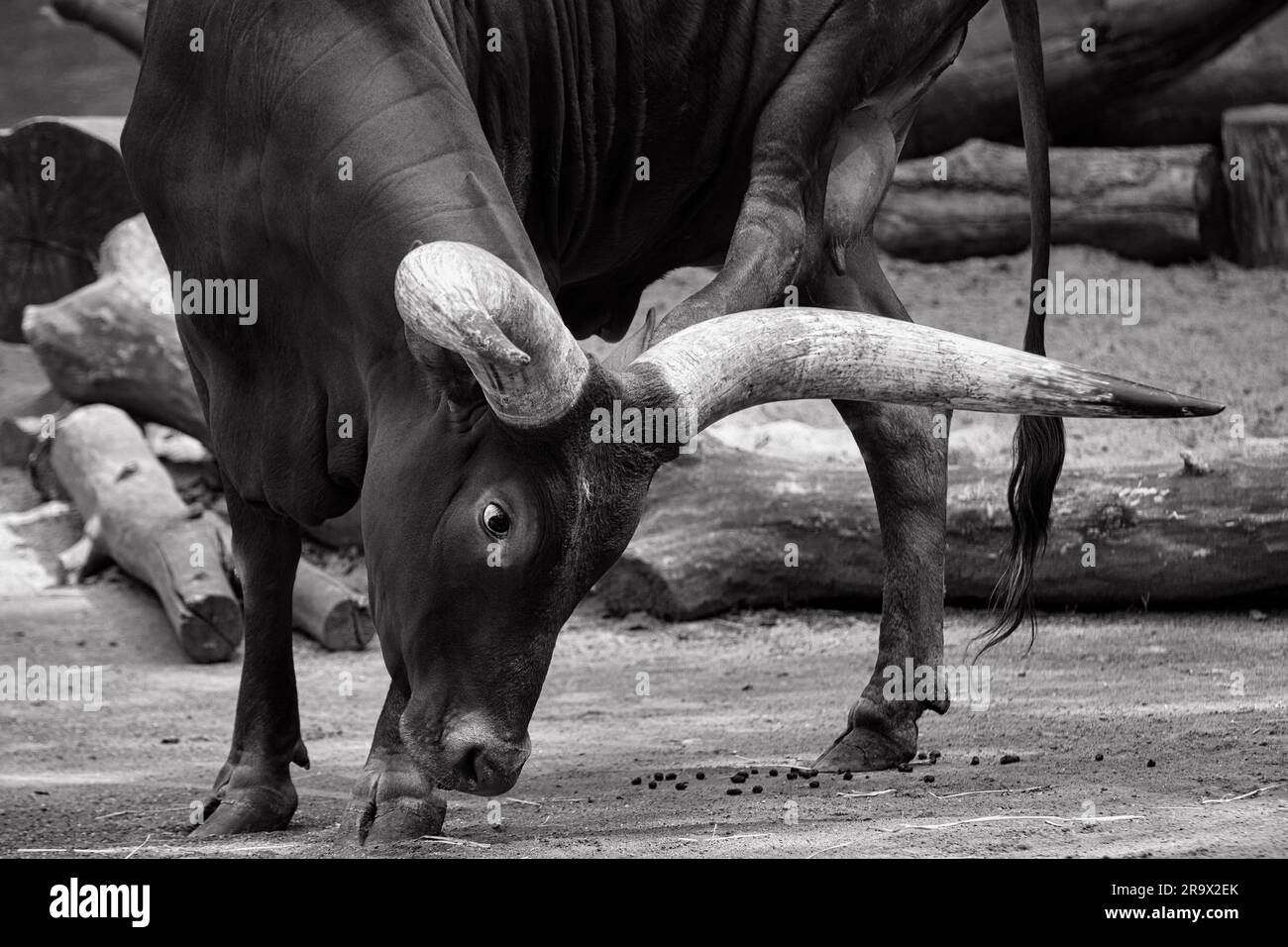 Watussi, Watussi cattle, Ankolerind, East African domestic cattle (Bos ...