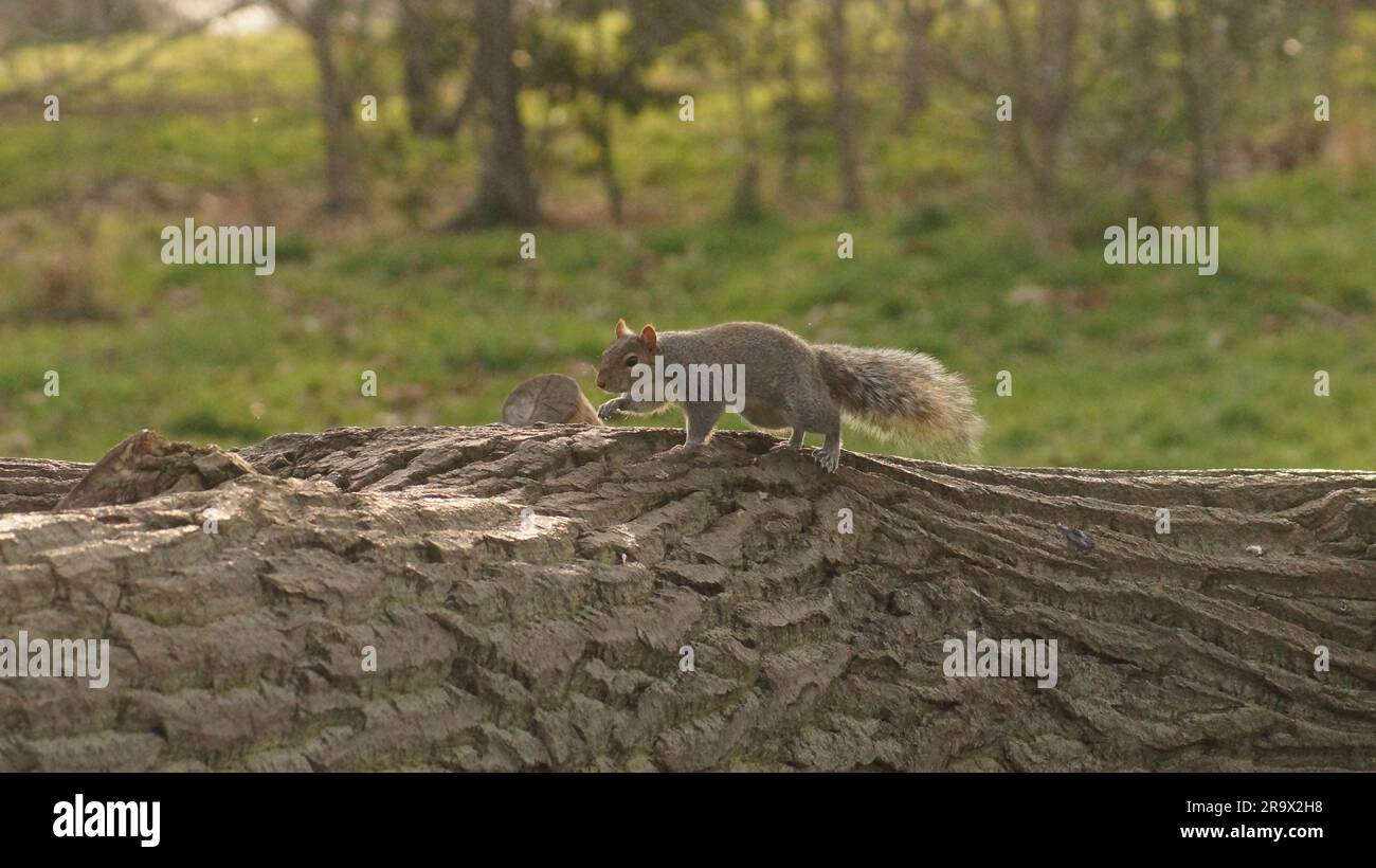 An inquisitive squirrel atop a fallen tree in a peaceful woodland ...