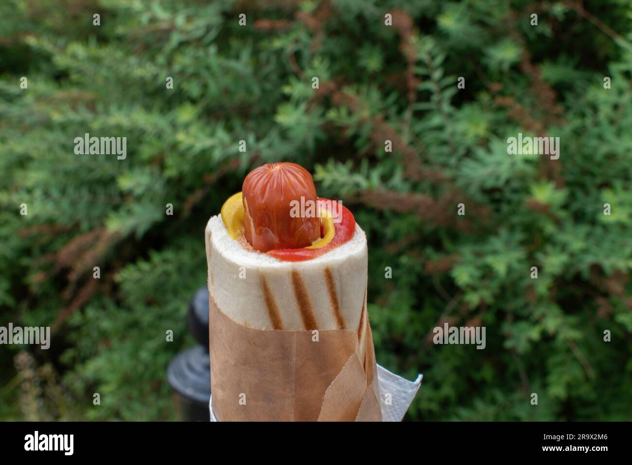 polish chicken hot dog with tomato: a classic polish street food ...