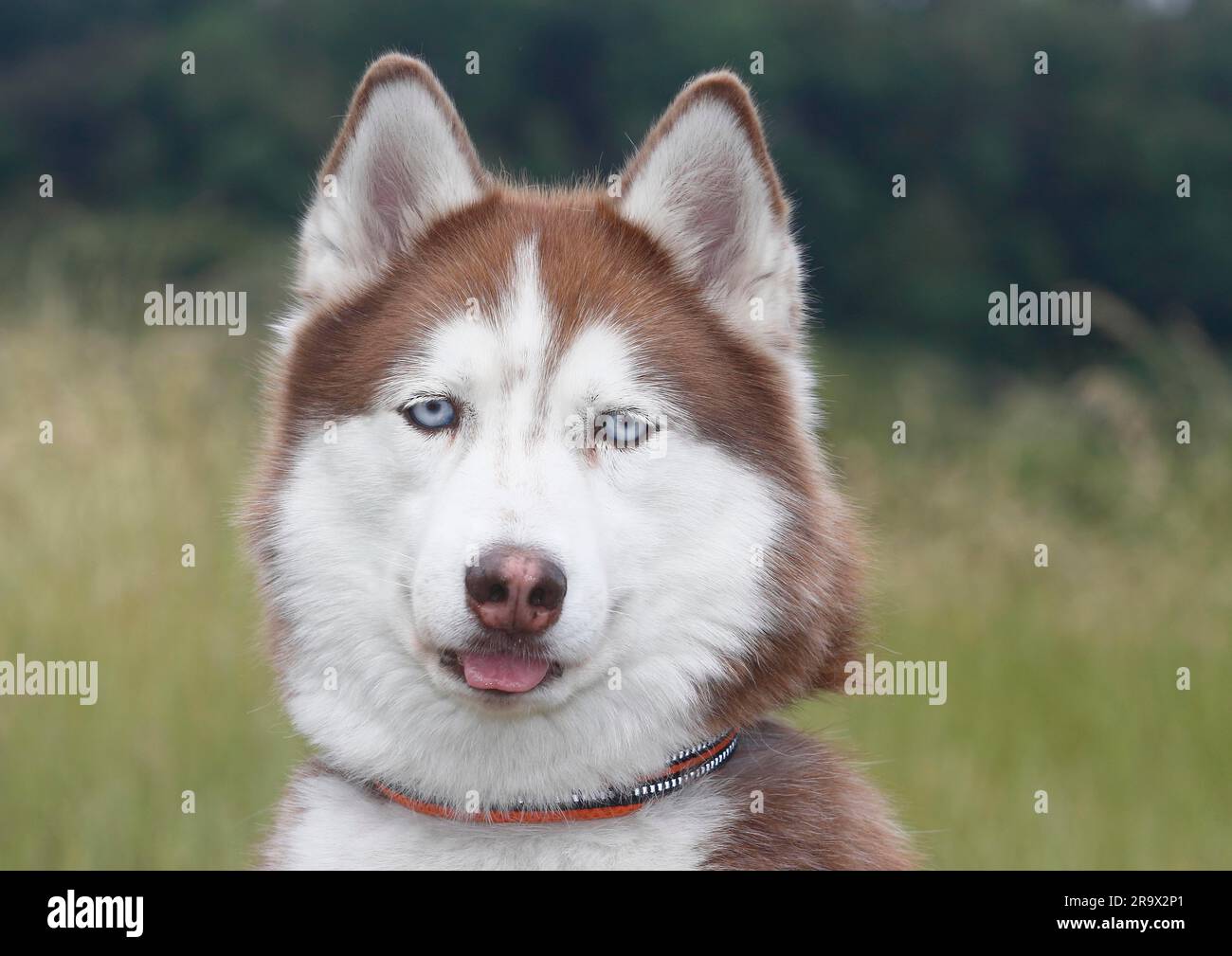 Siberian Husky (Canis lupus familaris), female, 3 years, Portraet ...
