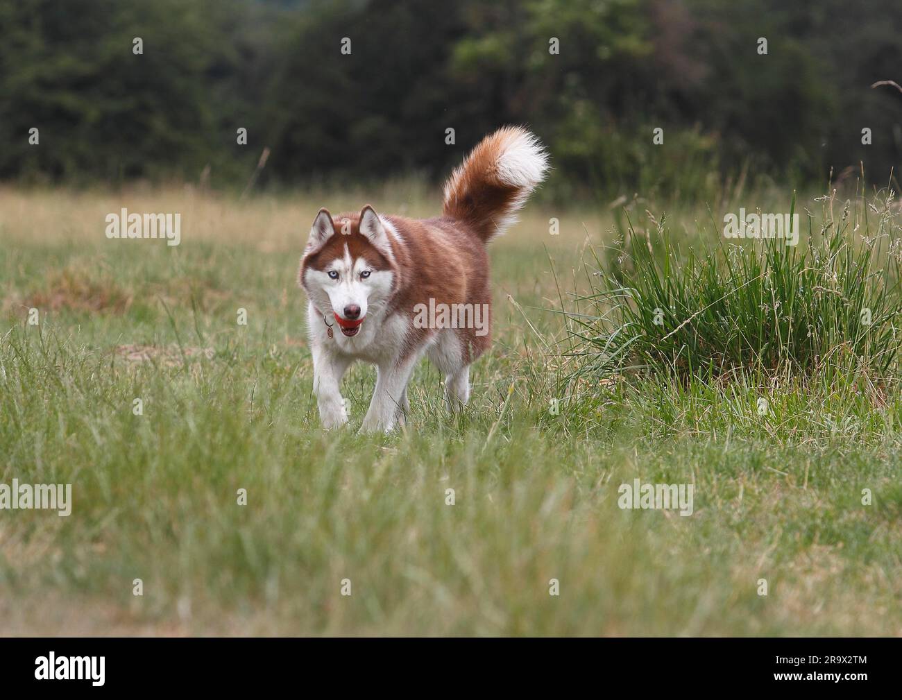 Siberian Husky (Canis lupus familaris), female, 3 years, running across ...