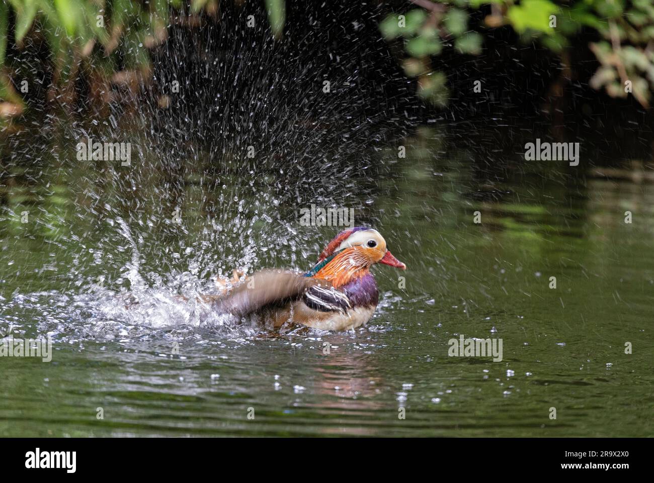 Duck Splashing In Pond