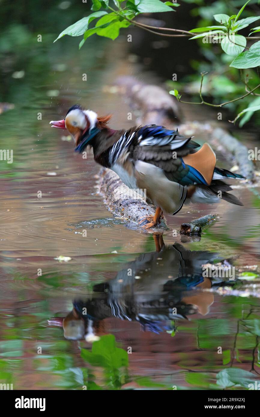 Mandarin ducks (Aix galericulata) Male shaking and reflecting in the ...