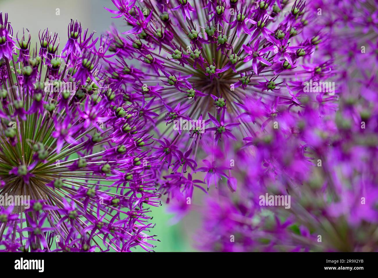 Ornamental garlic flower hi-res stock photography and images - Alamy