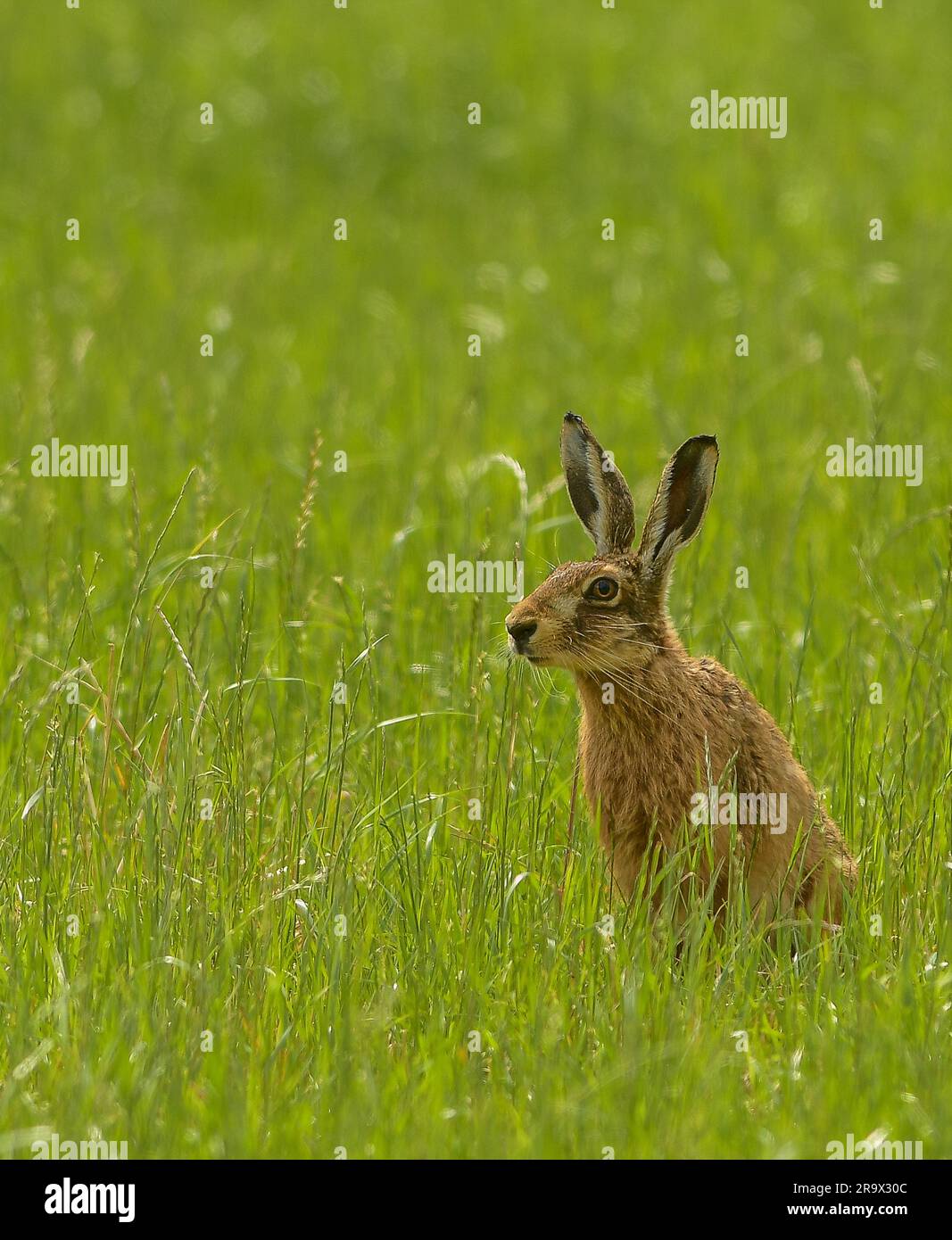 Hare ears back hi-res stock photography and images - Alamy