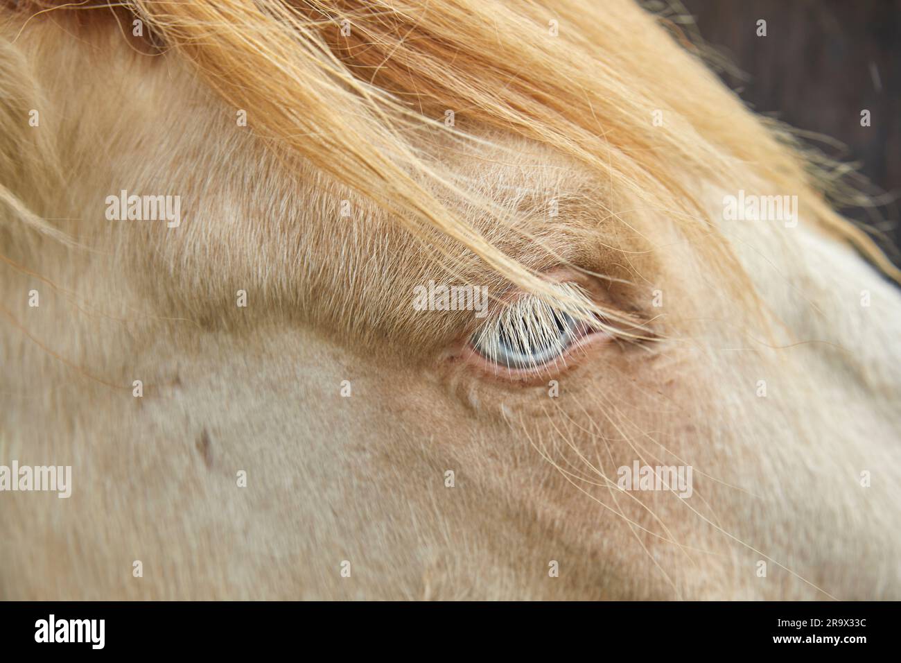 A close-up of the face of an Icelandic pony, near Stykkisholmur ...