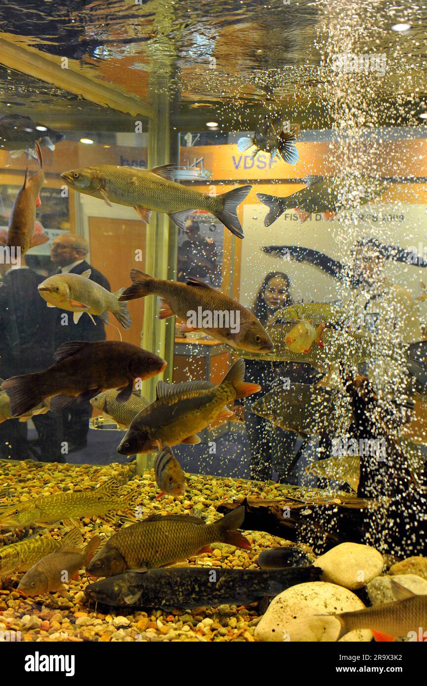 Native freshwater fish in aquarium, Berlin, Germany Stock Photo - Alamy